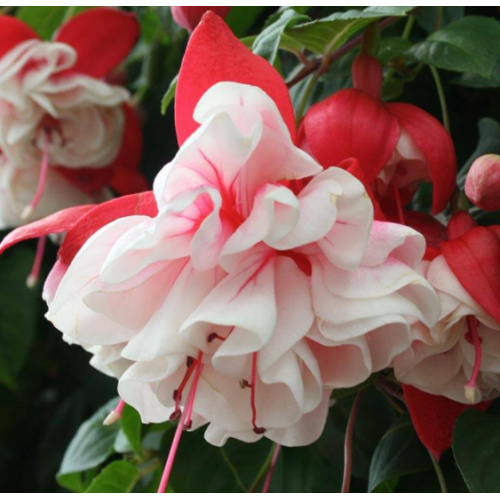 Fuchsia Swingtime